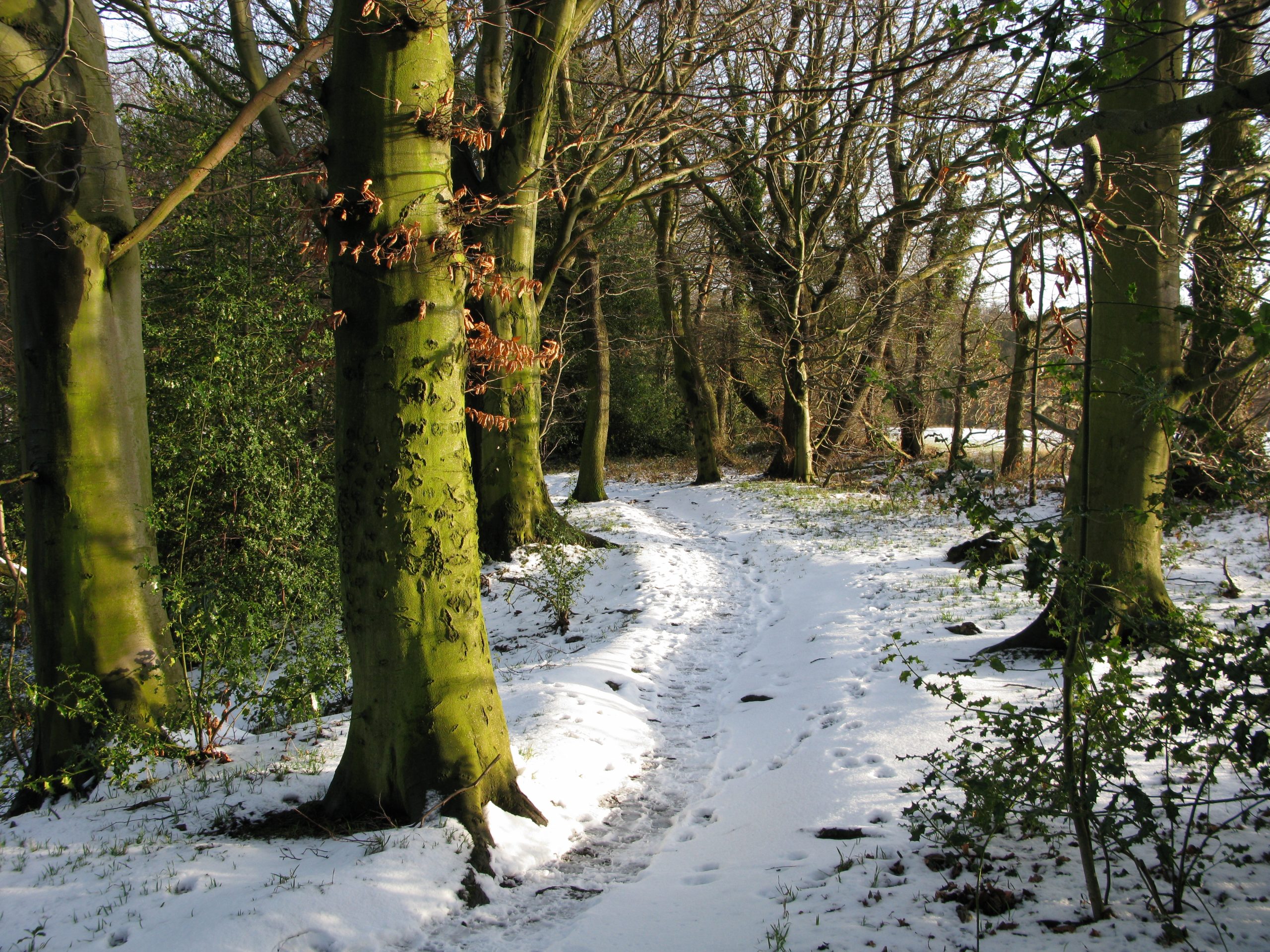 A46 – Moss Valley Wildlife Group