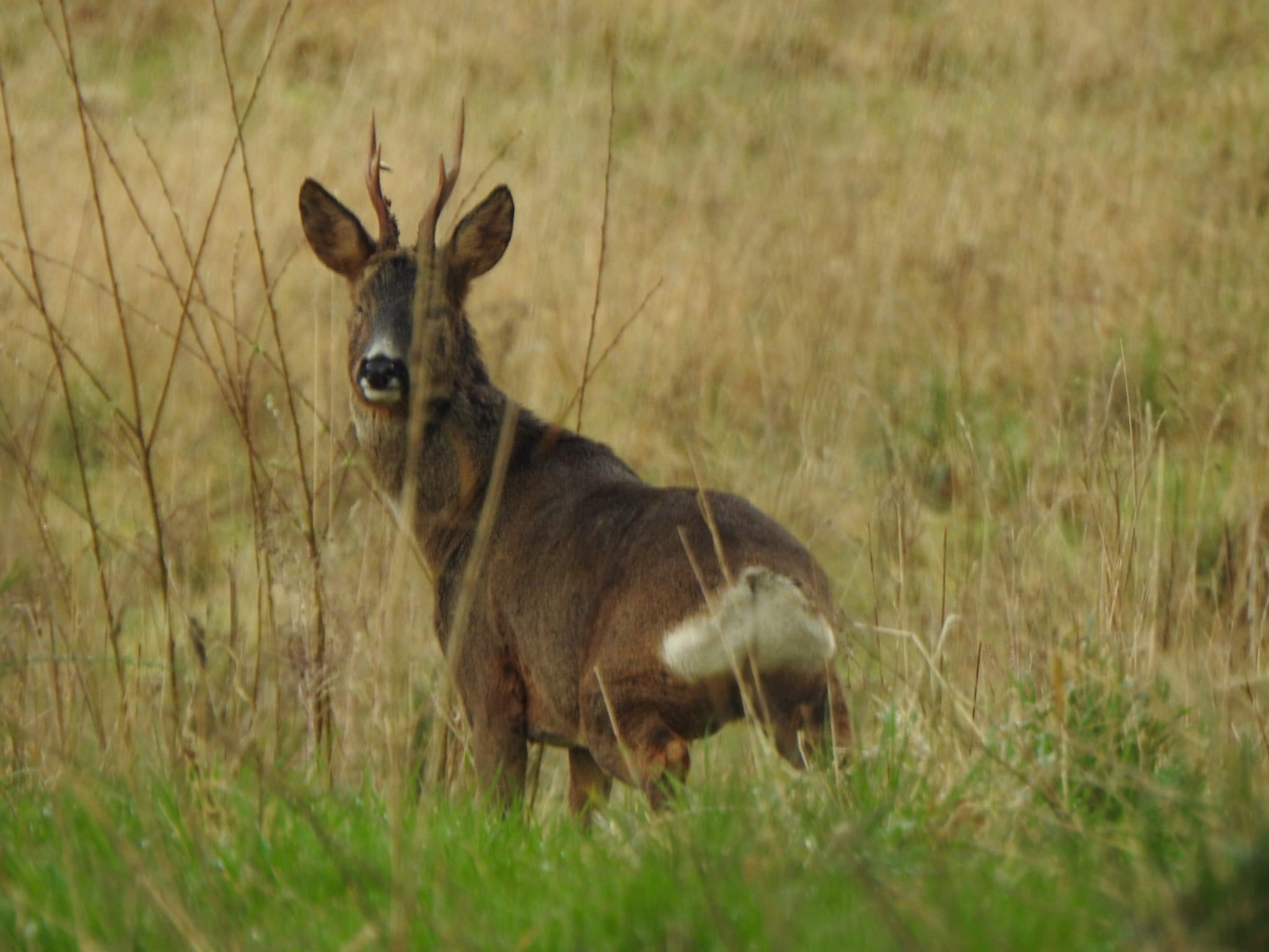 fallow deer – Moss Valley Wildlife Group